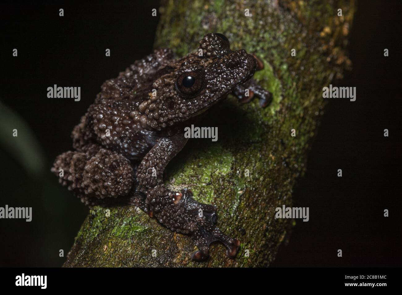 Spiny warted frog hi-res stock photography and images - Alamy