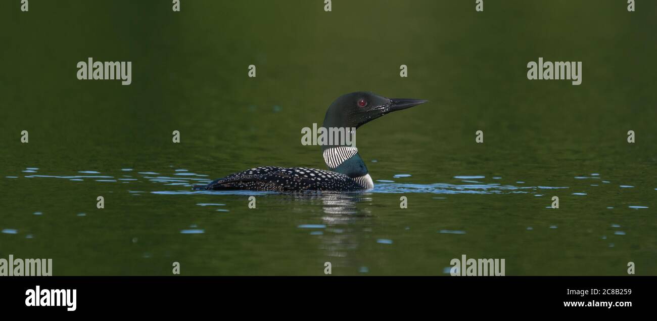Male loon fishing on the lake Stock Photo - Alamy