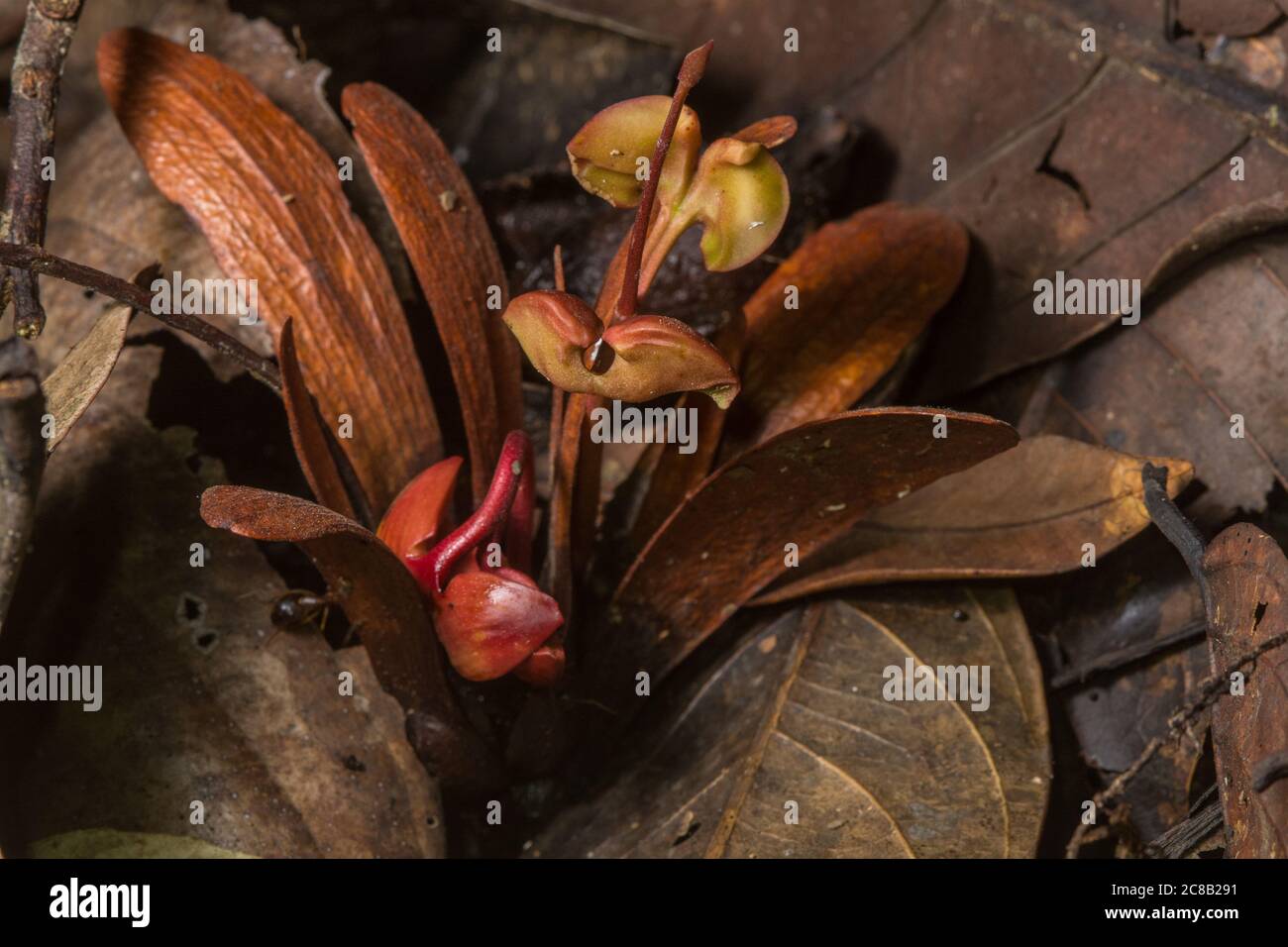 A dipterocarp tree seed begins to sprout on the forest floor in Danum ...