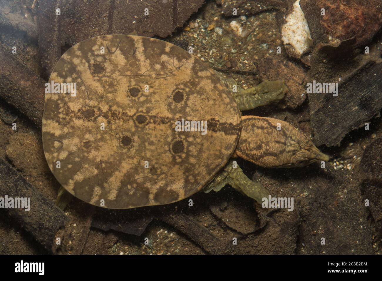 Malayan softshell turtle (Dogania subplana), a juvenile from a jungle ...