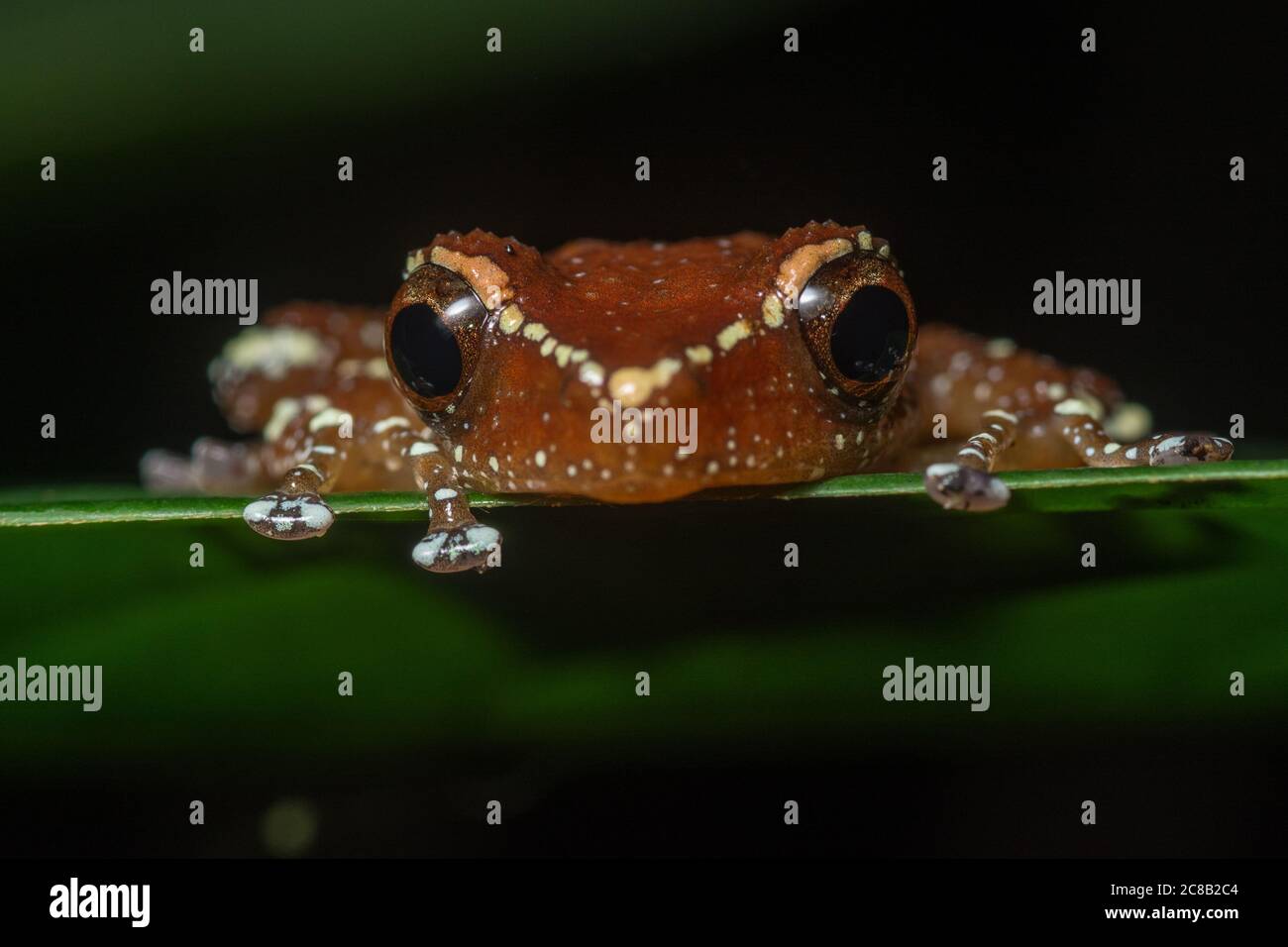 The Cinnamon frog (Nyctixalus pictus) ar uncommon frog of the Bornean ...