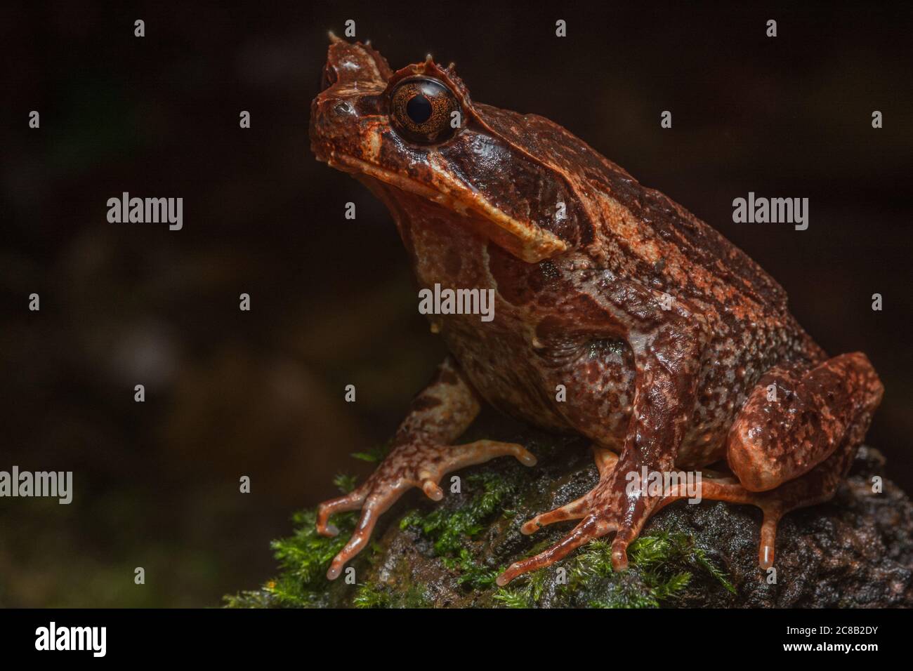 Kinabalu horned frog or Balu spadefoot toad (Xenophrys baluensis) a ...