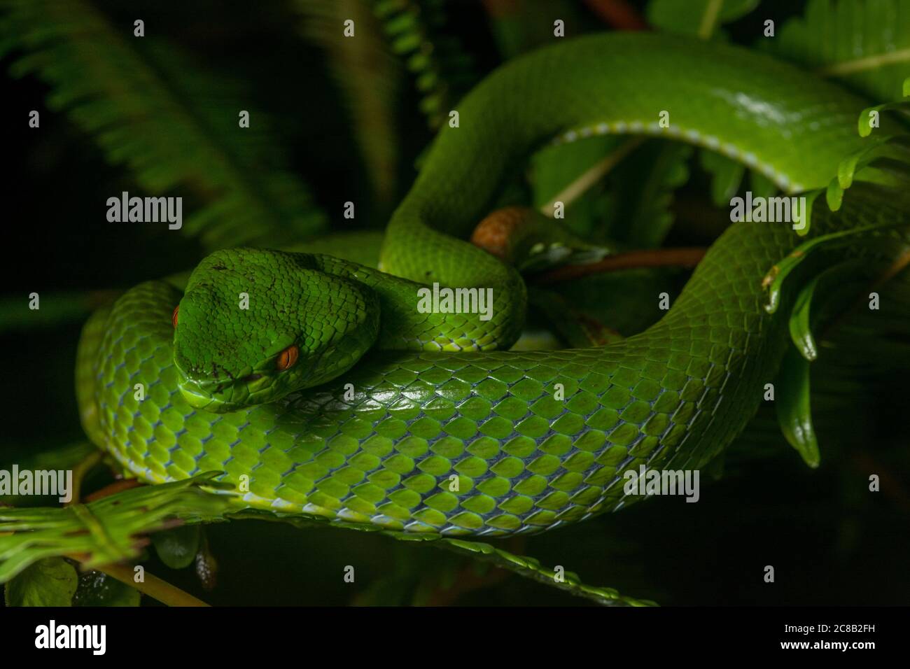 Pit viper of brunei hi-res stock photography and images - Alamy