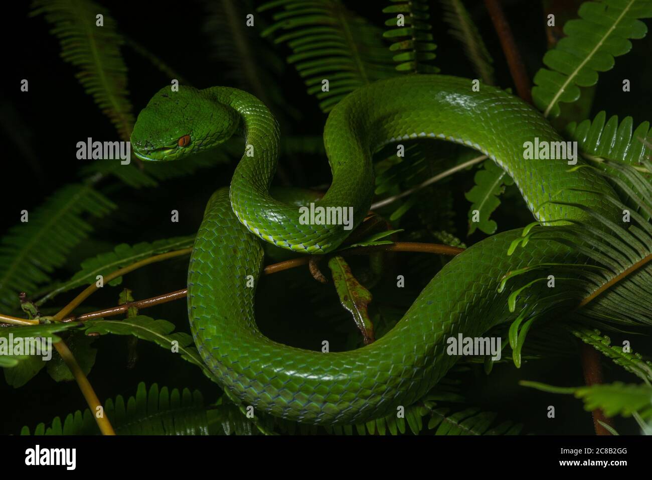 Sabah bamboo pitviper (Trimeresurus sabahi) a beautiful pit viper ...