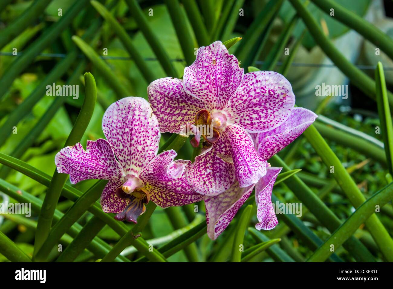 the closeup image of orchid flowers Papilionanda Xi Jinping-peng Liyuan ...