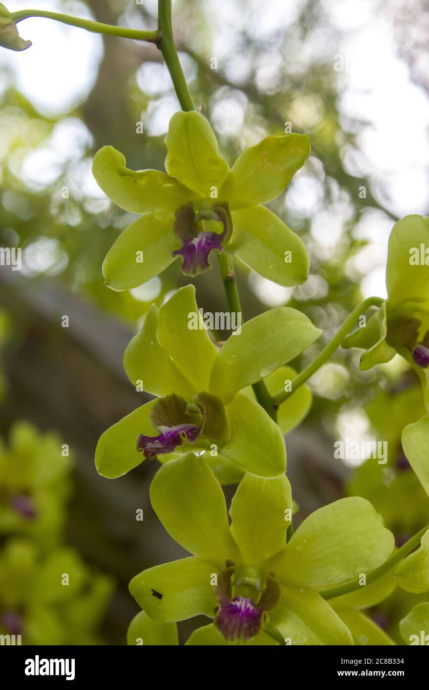 Dendrobium jean chretien dendrobium mak see x dendrobium anching lubag ...