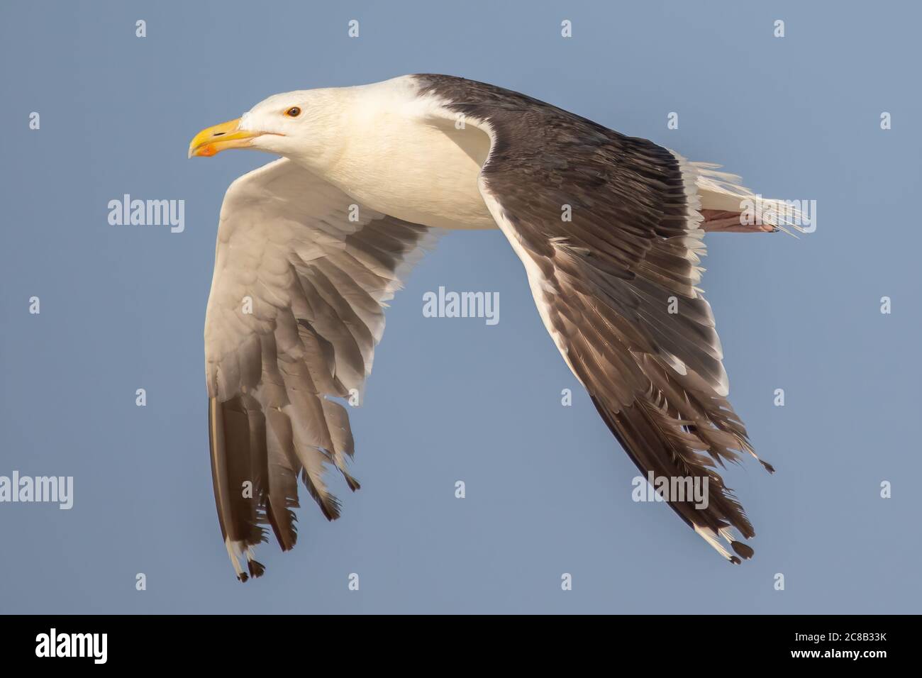 A great black-backed gull Stock Photo - Alamy