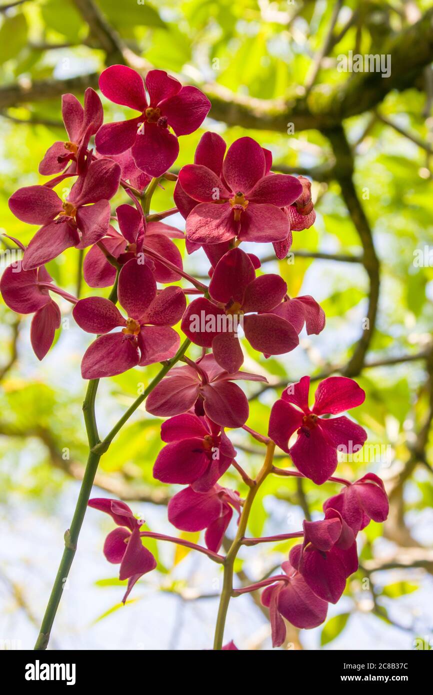 the closeup image of red orchid flowers with natural background Stock ...