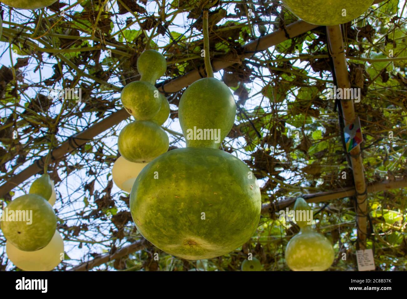Bottle gourd lagenaria siceraria hi-res stock photography and images ...