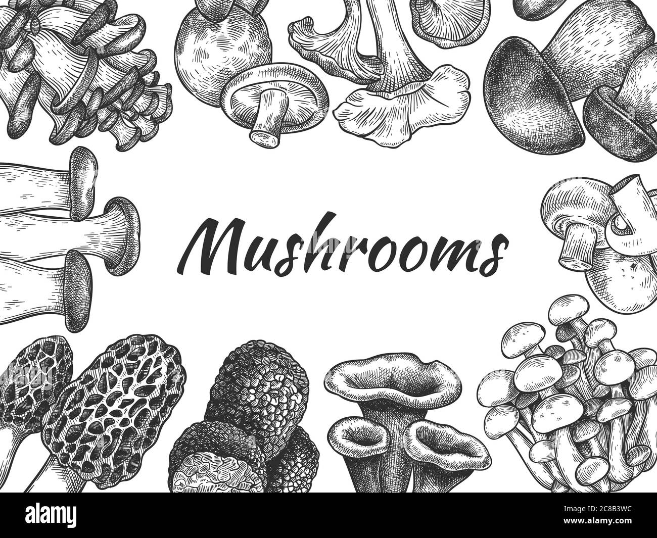 Mushrooms. Hand drawn different mushrooms organic vegetarian product ...