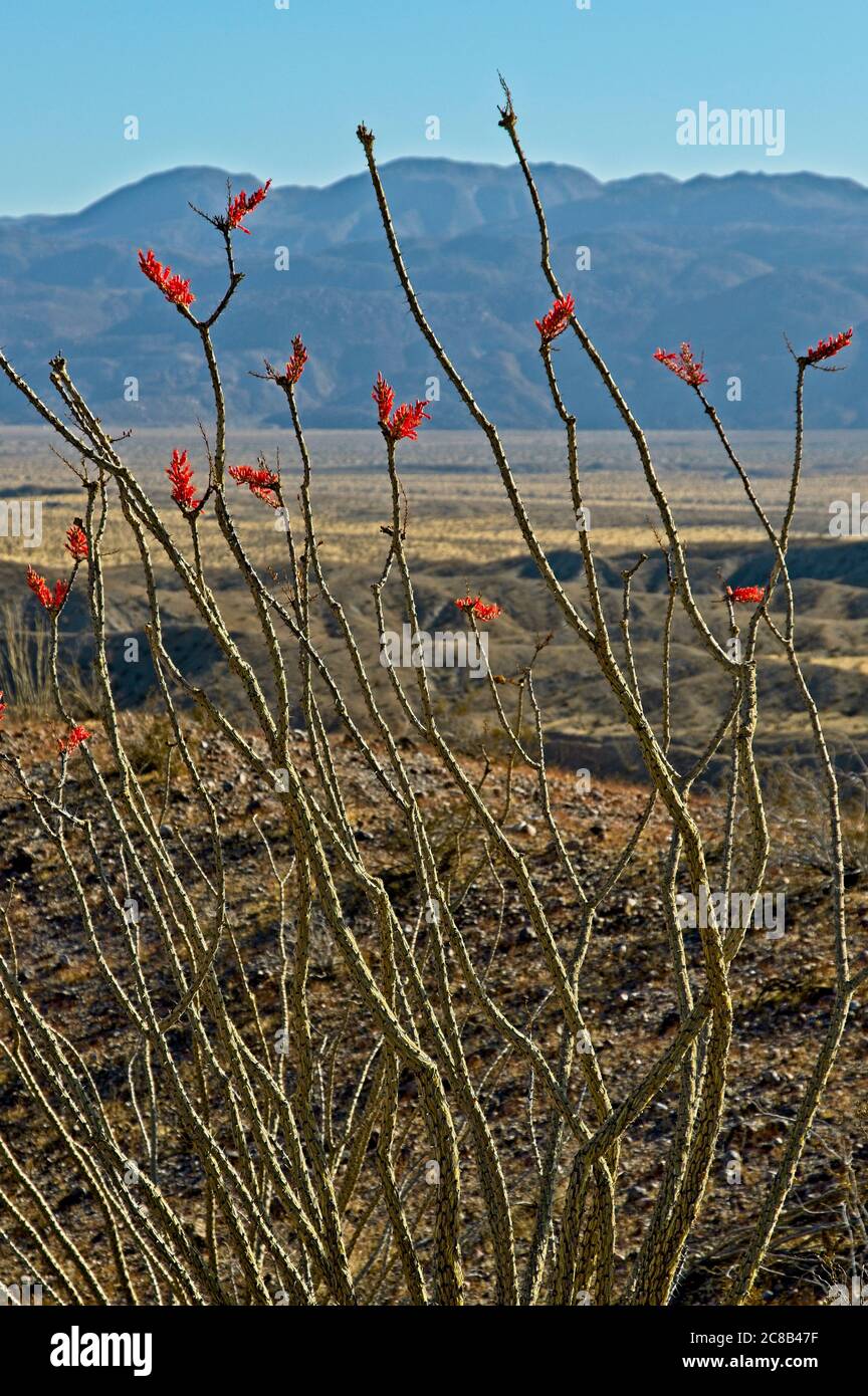 Spindly branches hi-res stock photography and images - Alamy