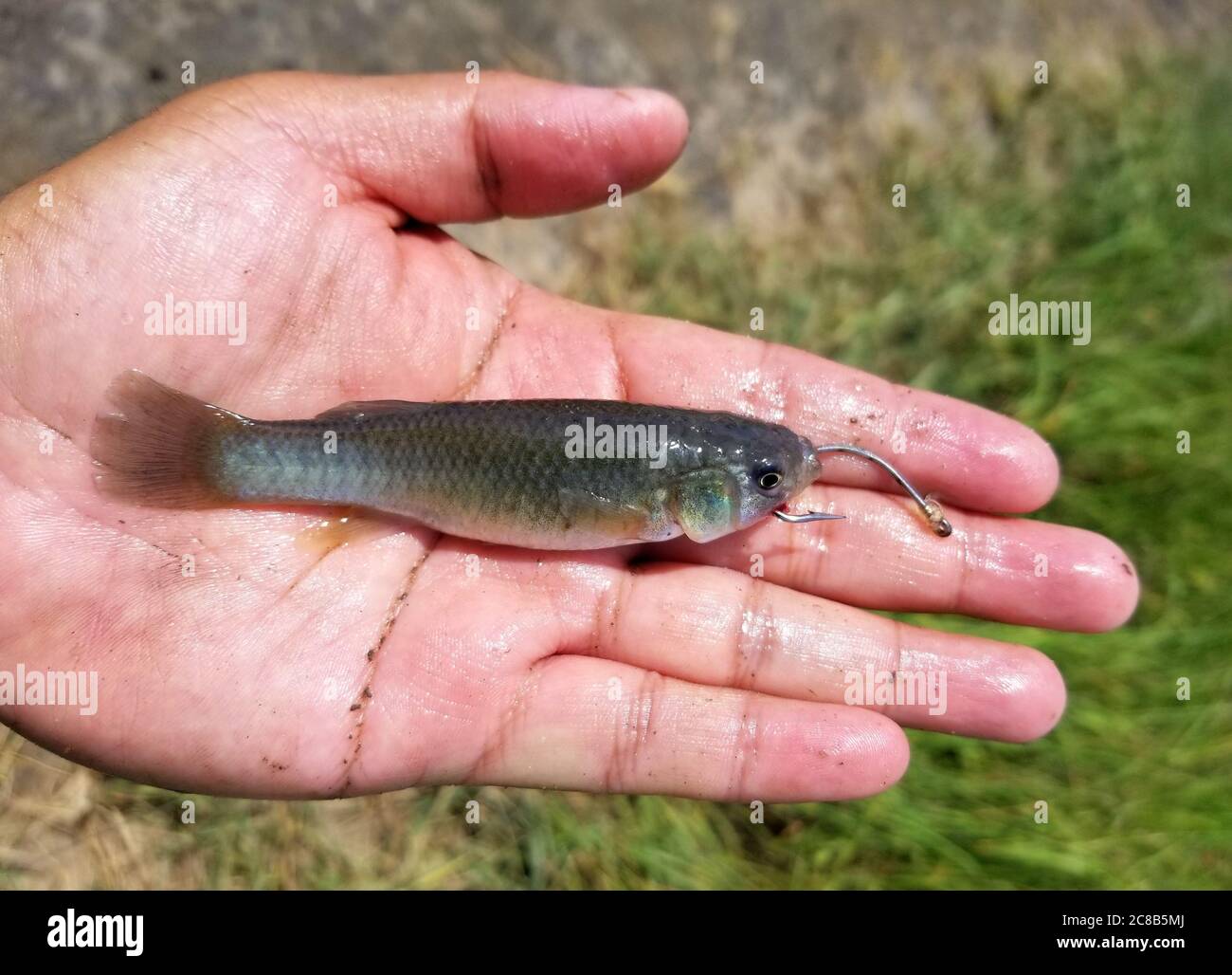 Minnow hook hi-res stock photography and images - Alamy