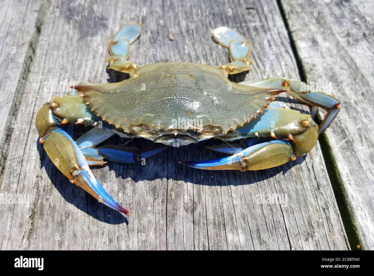 Male Blue Crabs