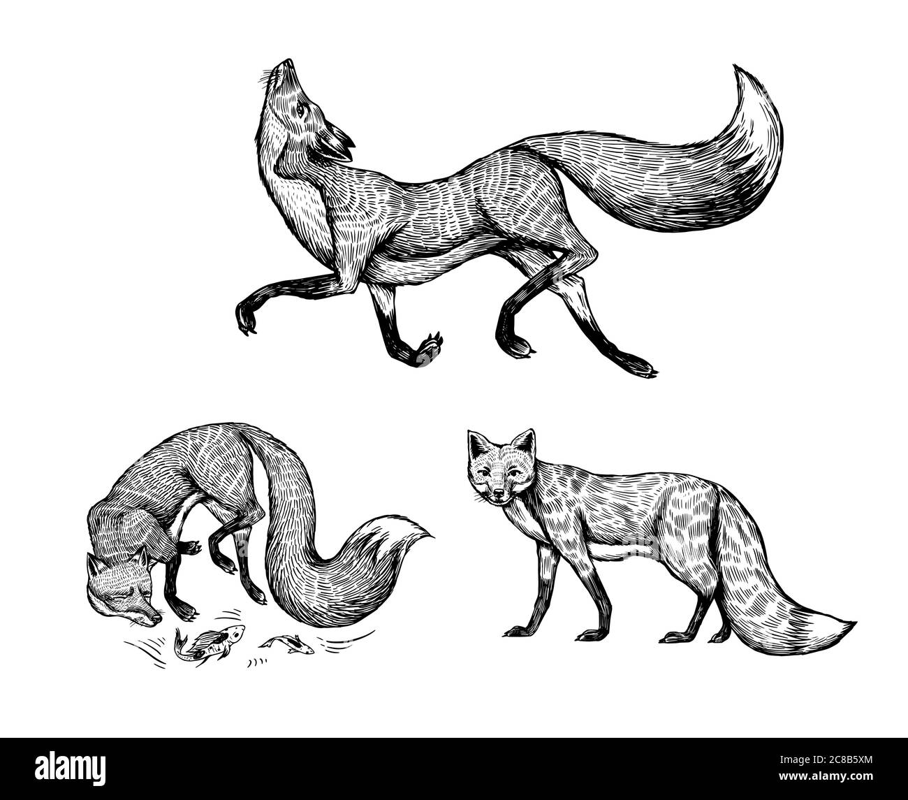 Ginger Fox High Resolution Stock Photography and Images - Alamy