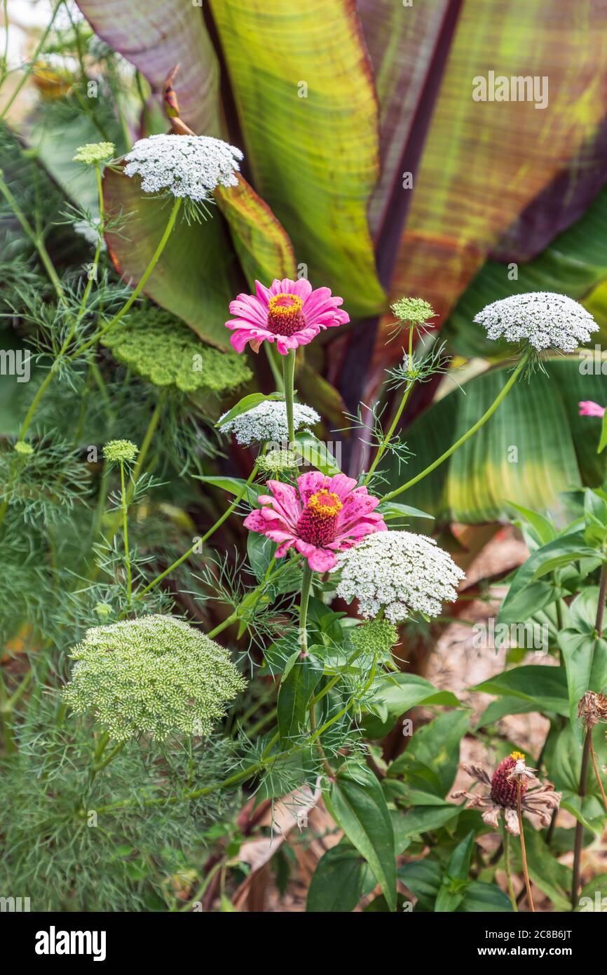 Europe, France, Haute-Vienne, Limoges. Flowers in a garden in Limoges ...