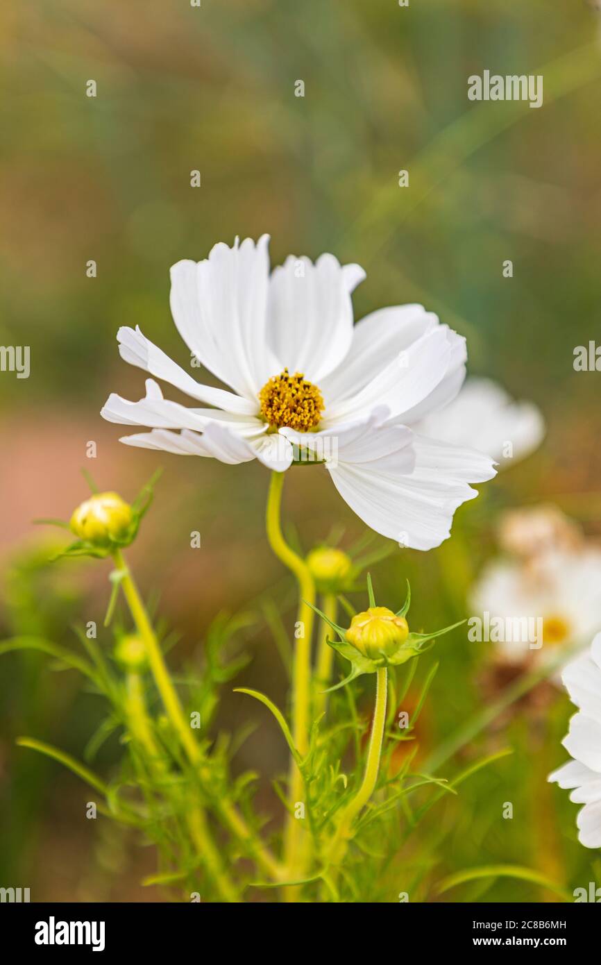 Europe, France, Haute-Vienne, Limoges. Flowers in a garden in Limoges ...