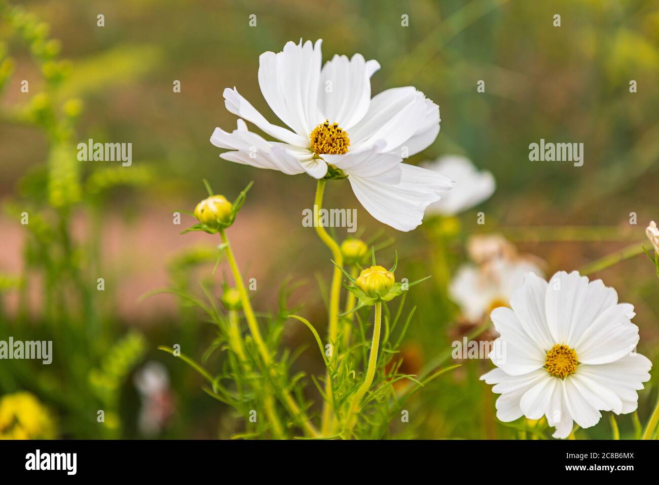 Europe, France, Haute-Vienne, Limoges. Flowers in a garden in Limoges ...