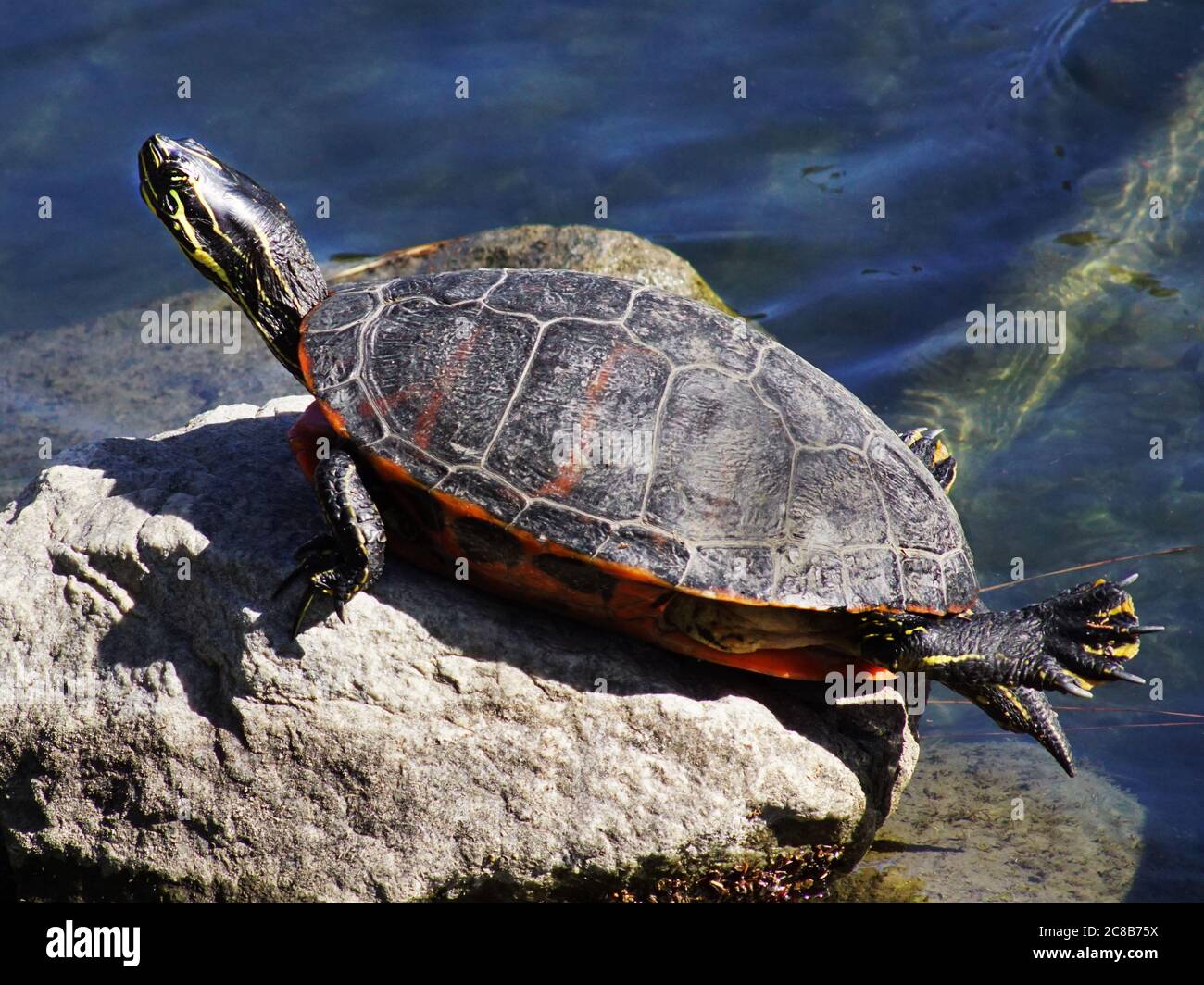 Western painted turtle basking in the sun by a pond Stock Photo - Alamy