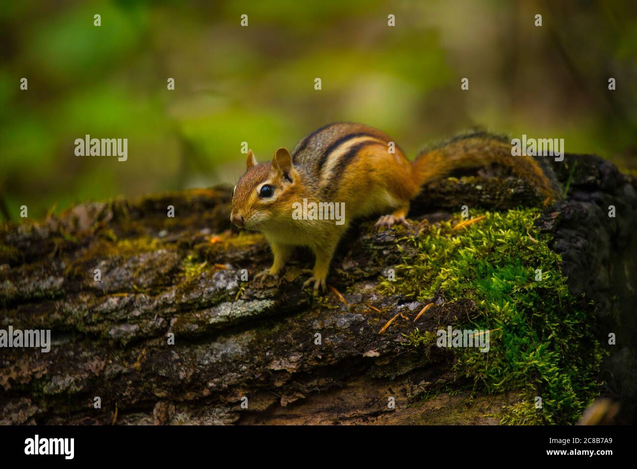 Chipmunk nest hi-res stock photography and images - Alamy