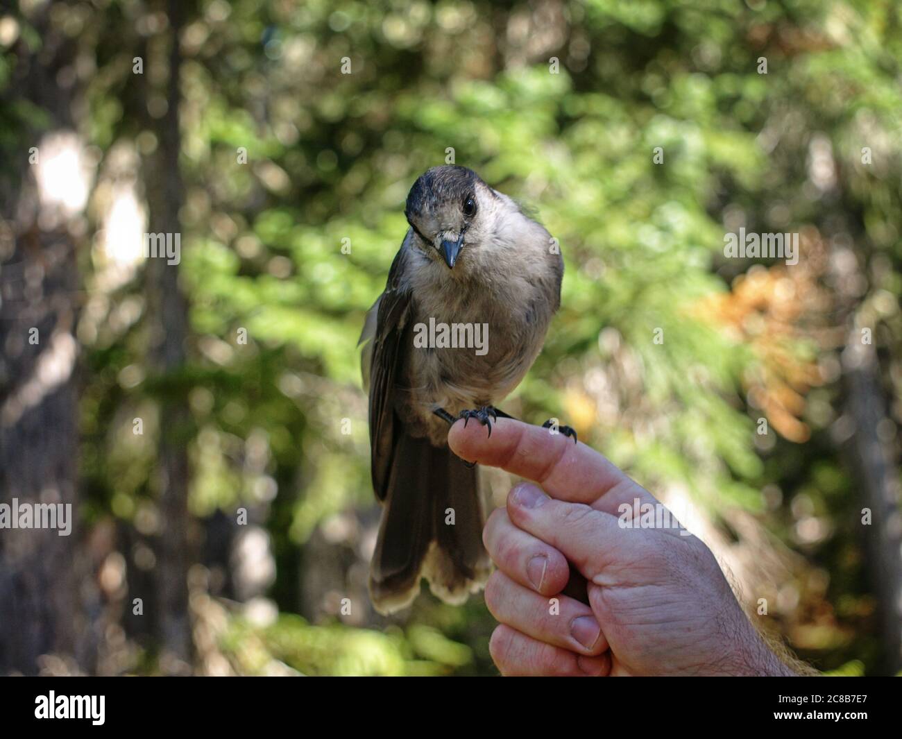 Whiskey jack birds hi-res stock photography and images - Alamy