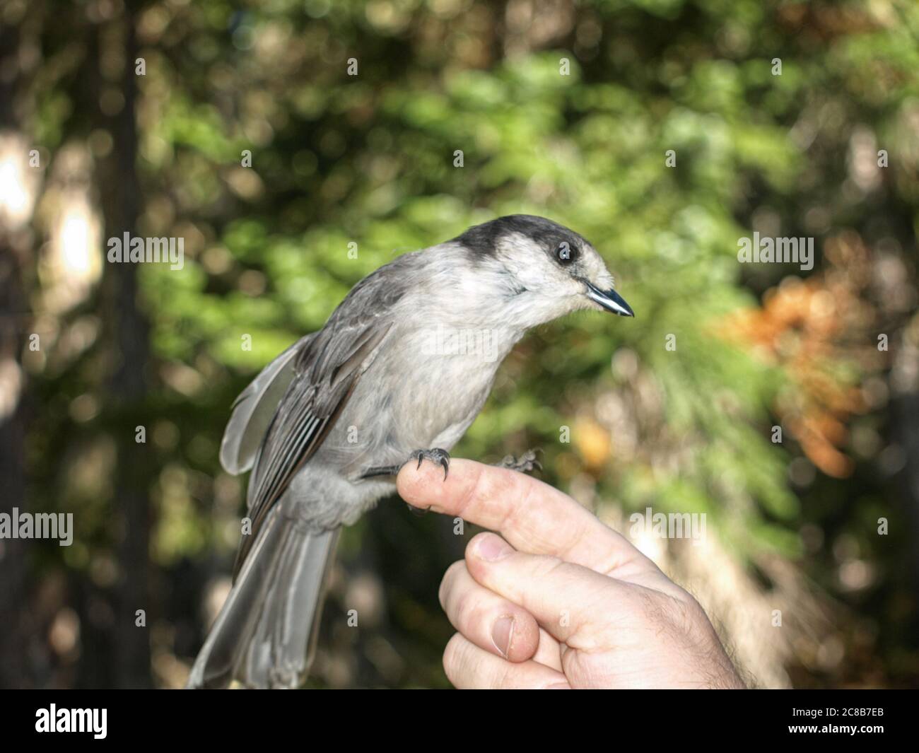 British parks jay hi-res stock photography and images - Alamy