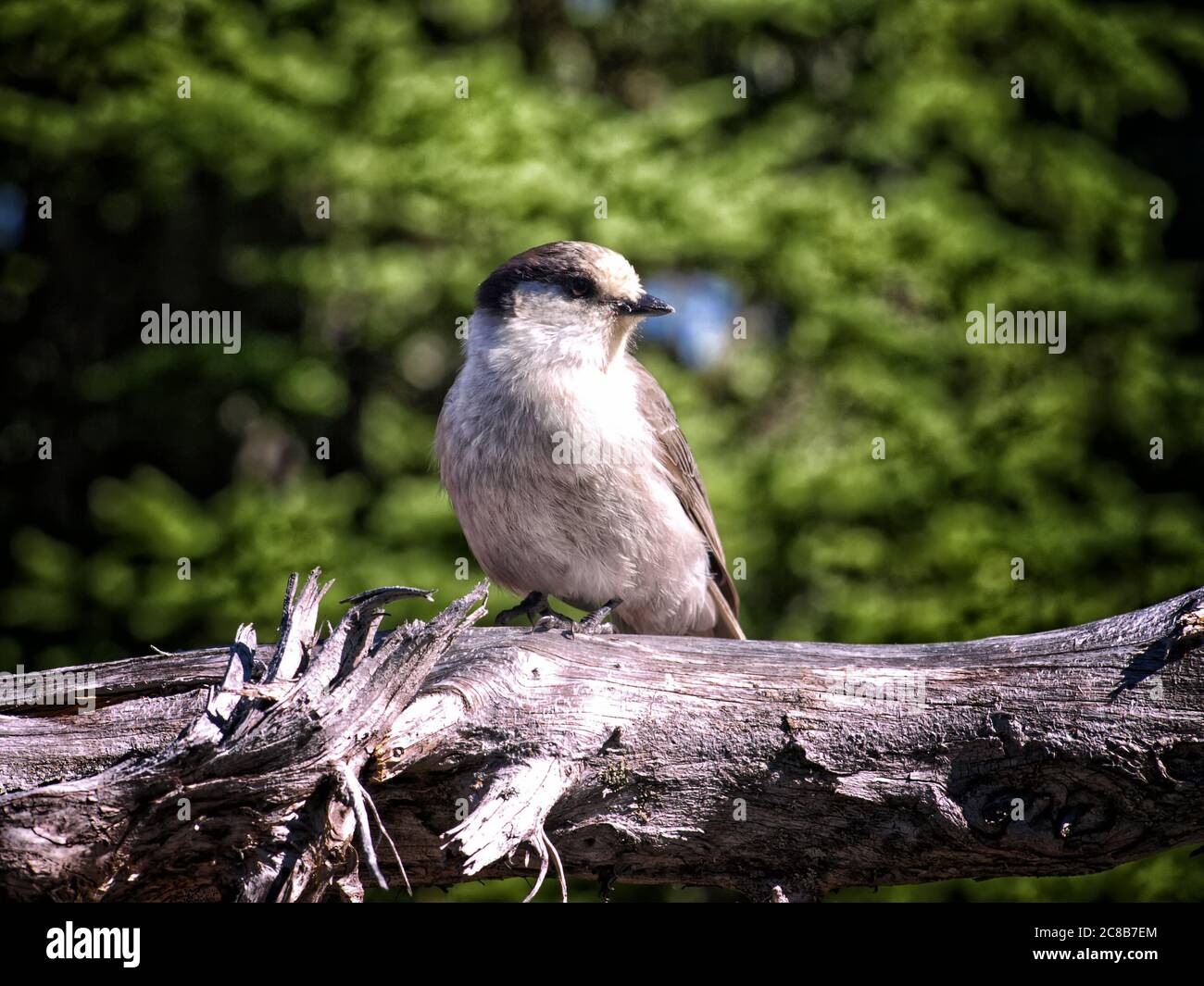Whiskey jack birds hi-res stock photography and images - Alamy