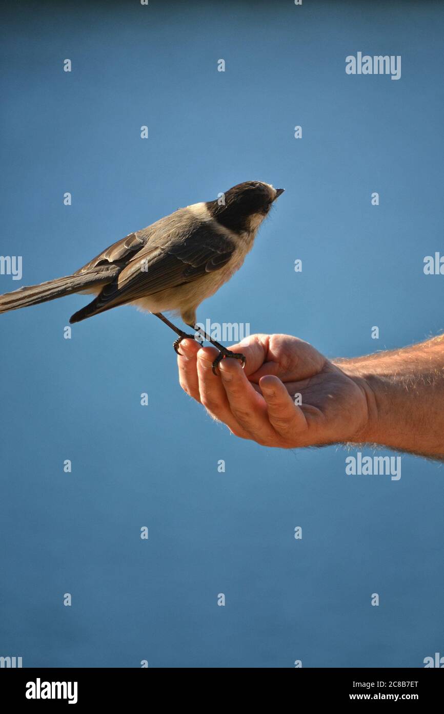 Whiskey jack birds hi-res stock photography and images - Alamy