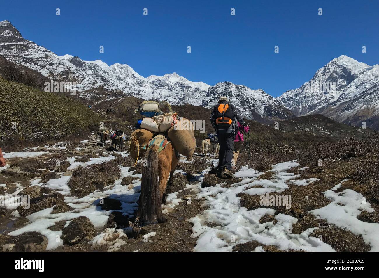 Sikkim forest hi-res stock photography and images - Alamy