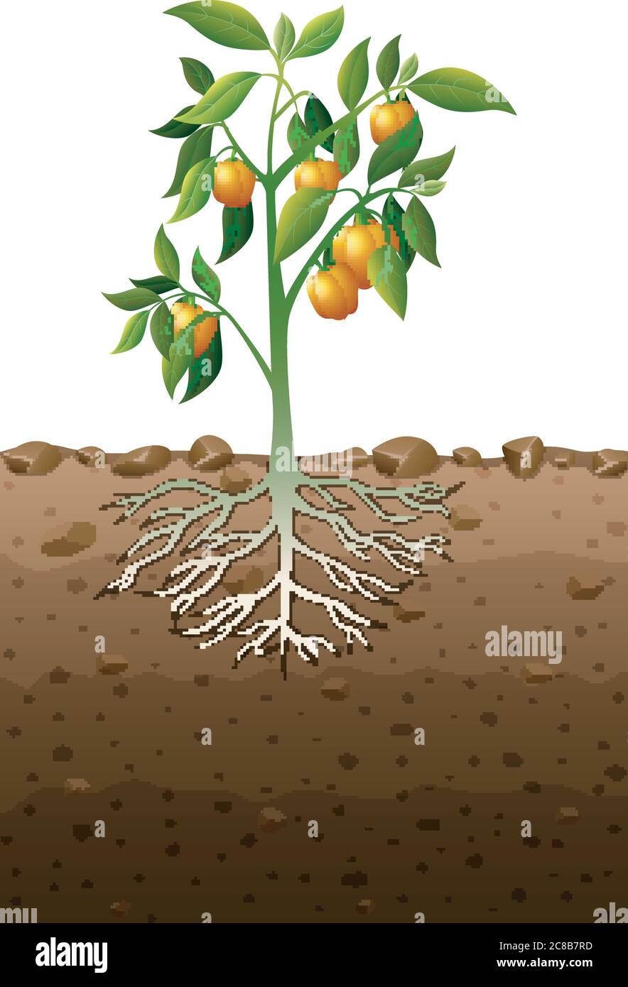 Orange capsicum plant with root underground illustration Stock Vector ...