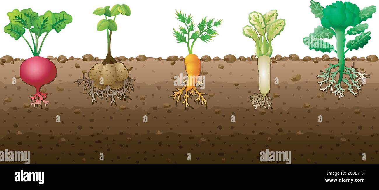 Background image fresh vegetables Stock Vector Images - Alamy