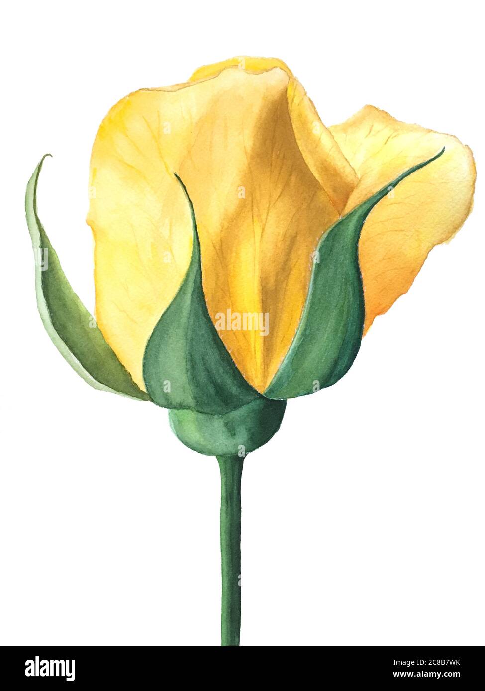 Single realistic yellow rose watercolor illustration Stock Photo - Alamy
