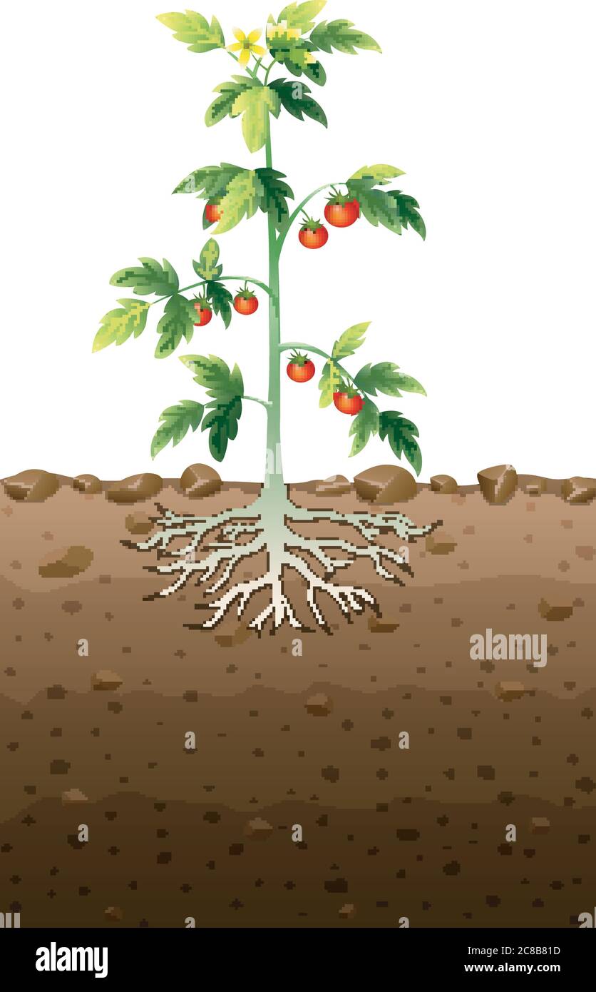 Tomatoes plant with root underground illustration Stock Vector Image ...