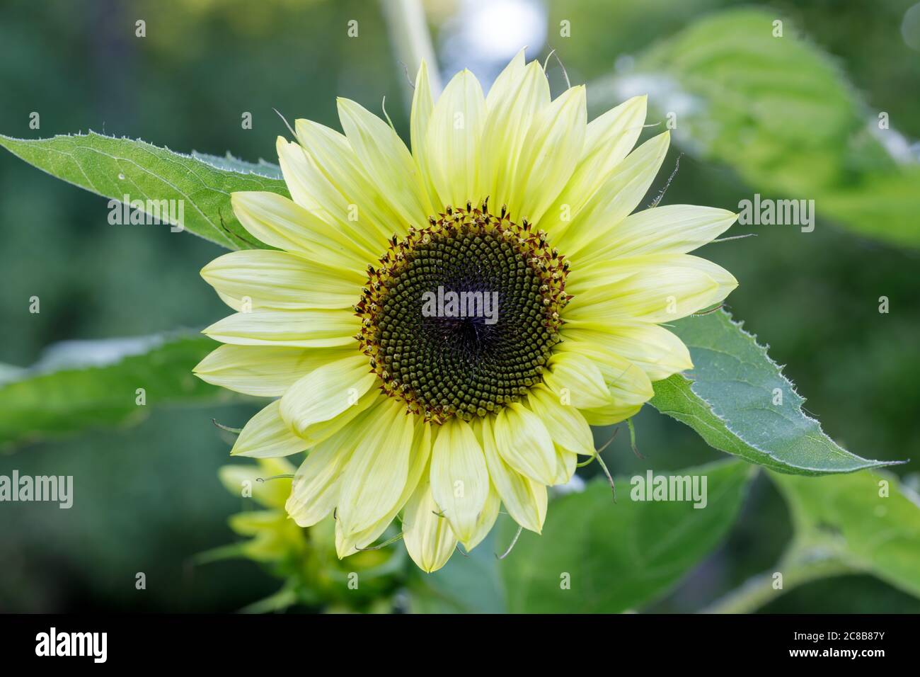 Helianthus lemon queen garden hi-res stock photography and images - Alamy