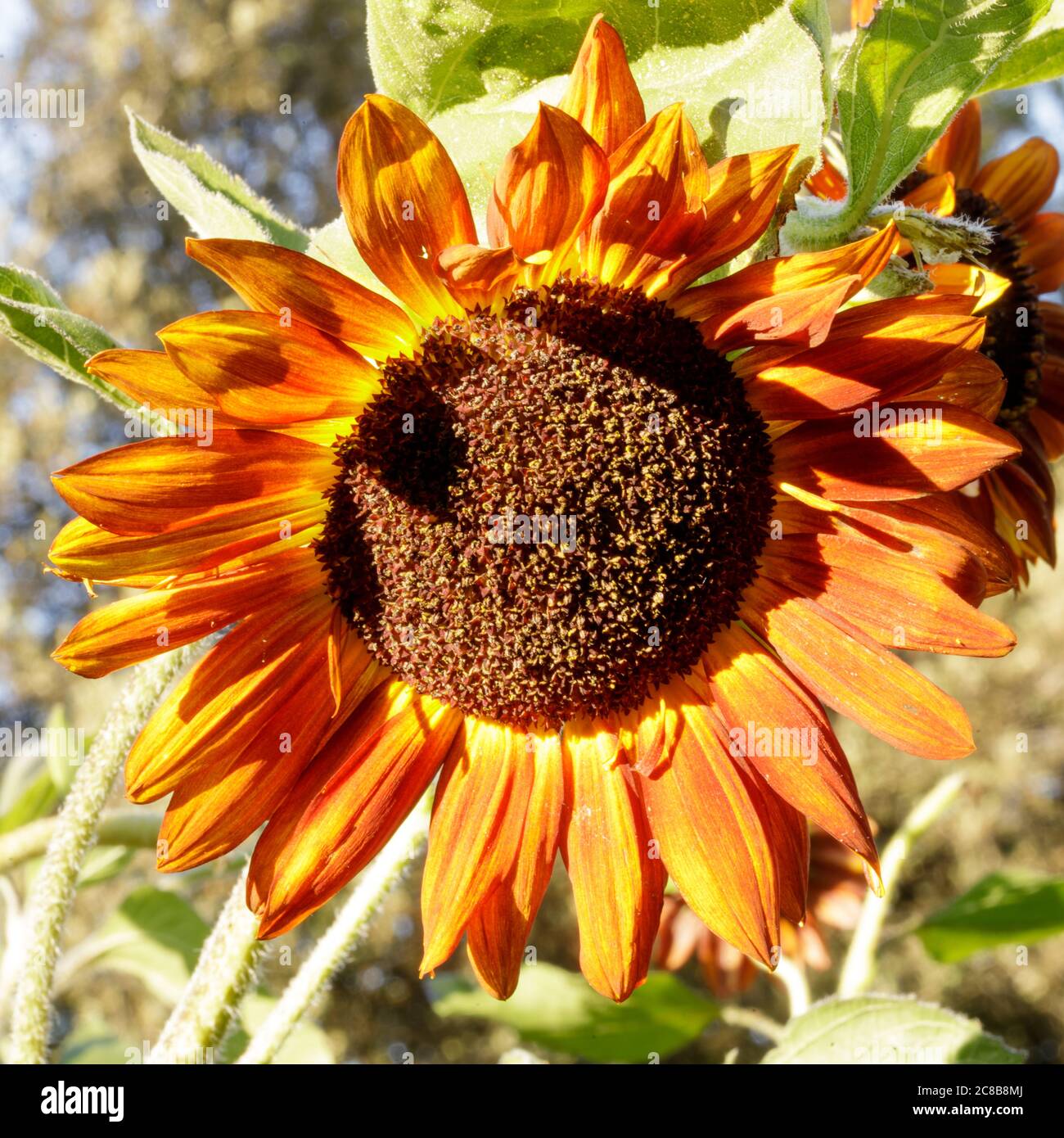 Large red sunflower hi-res stock photography and images - Alamy