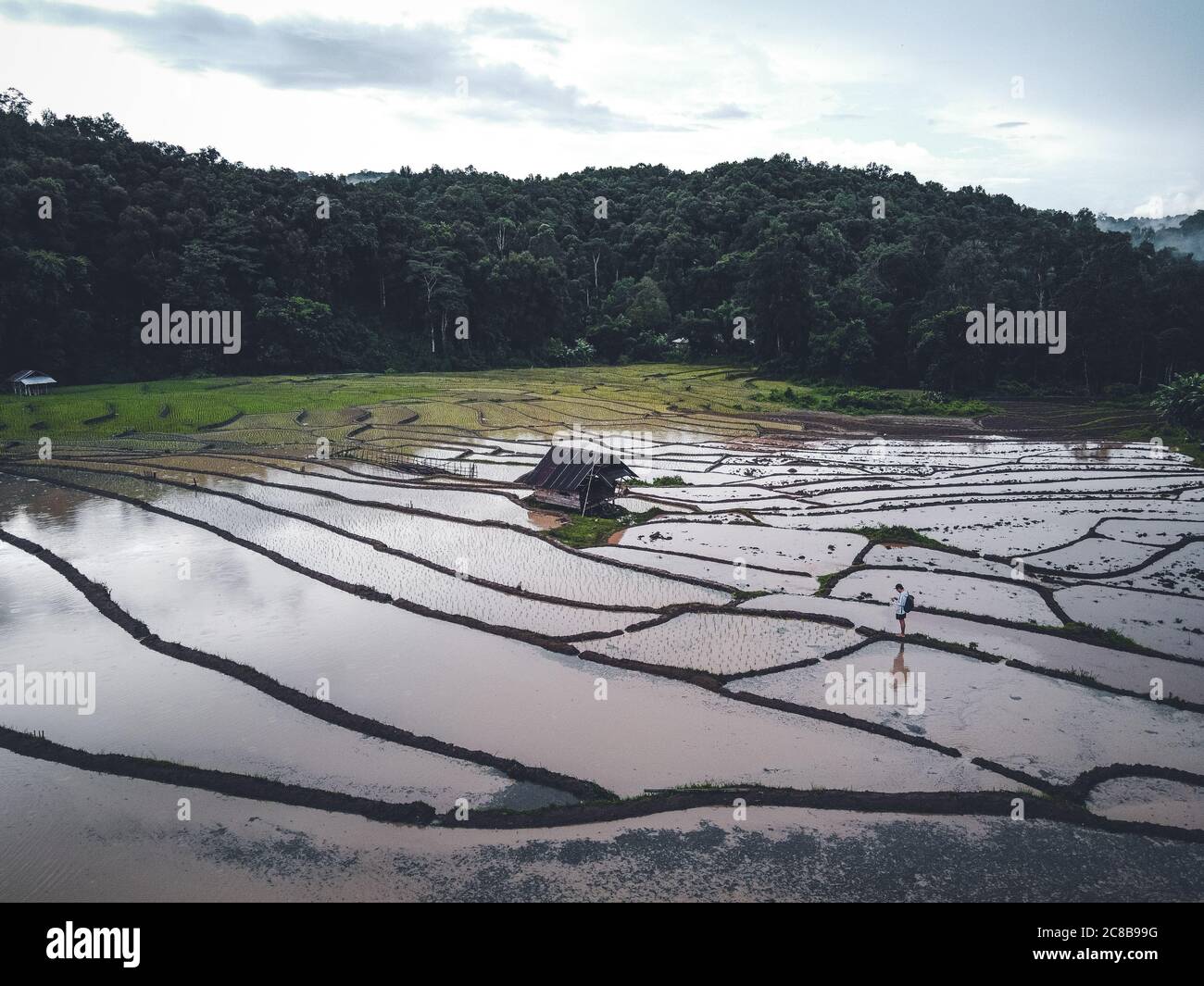 Rice fields Water in rice fields before planting in the rainy season ...