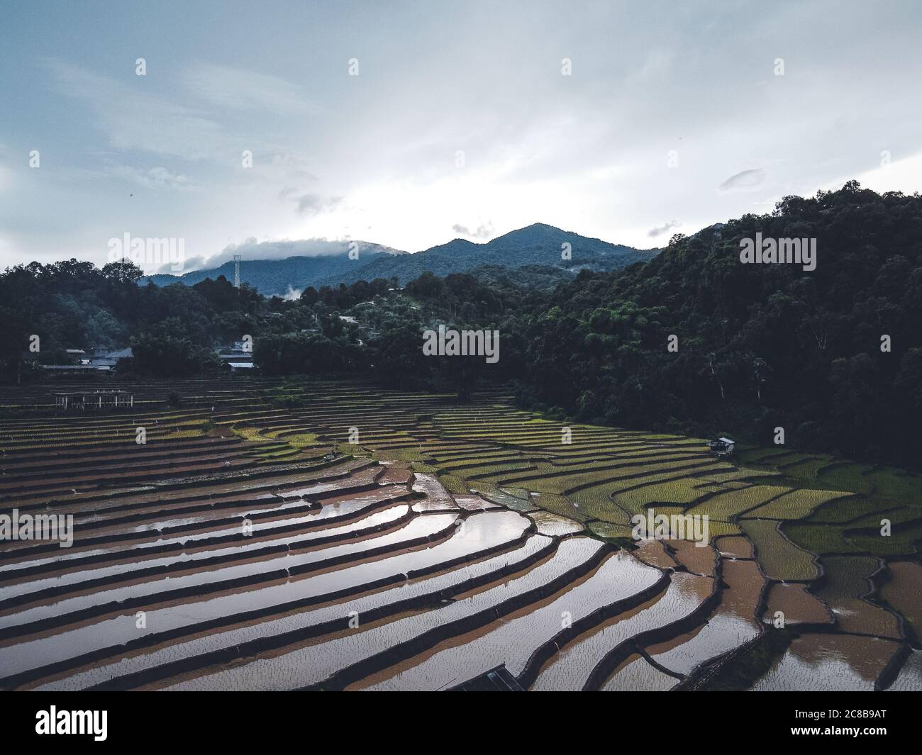 Rice fields Water in rice fields before planting in the rainy season ...