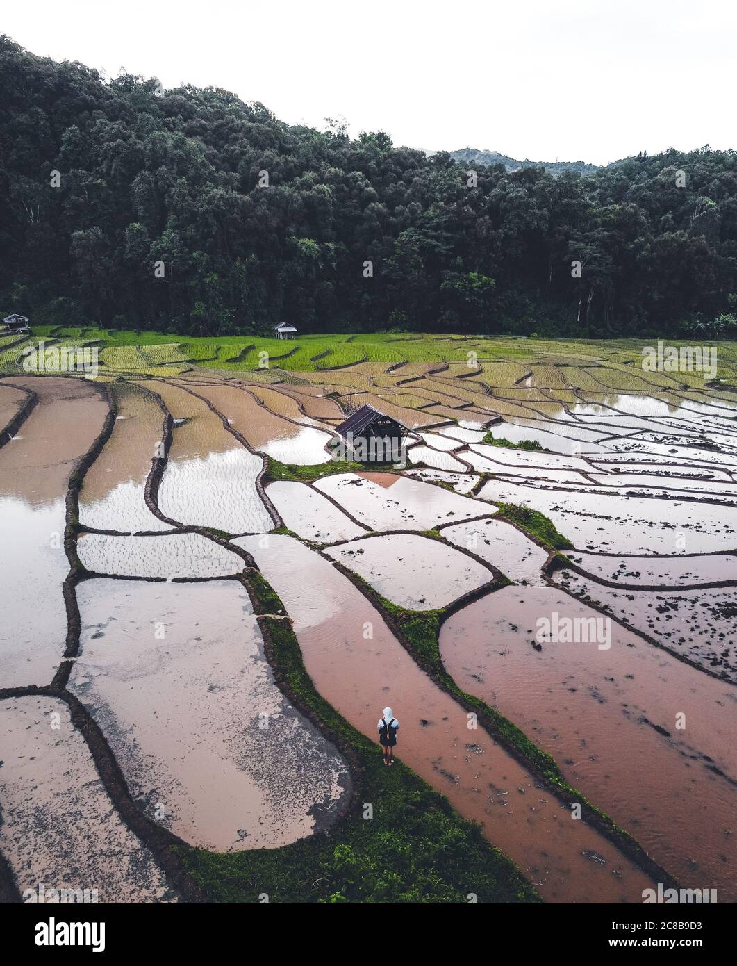 Rice fields Water in rice fields before planting in the rainy season ...