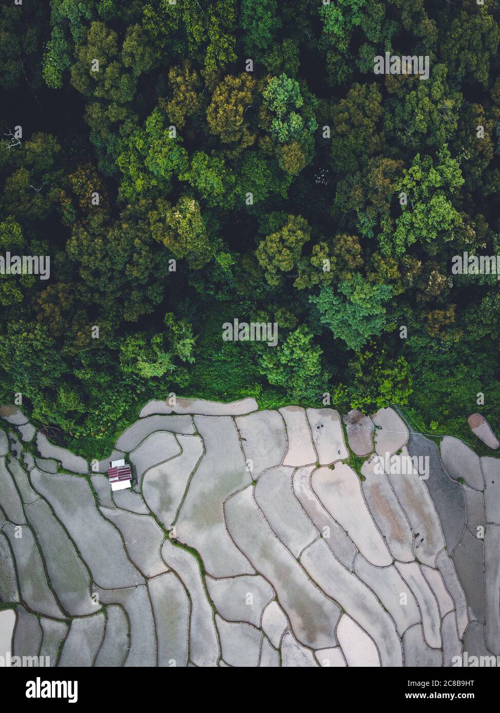 Rice fields Water in rice fields before planting in the rainy season ...