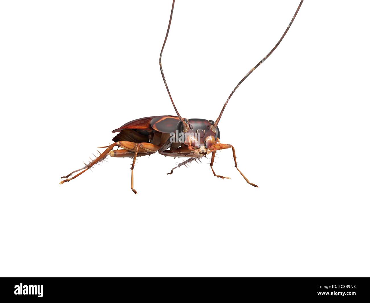 Cockroach crawling on the floor 3d render on white background no shadow ...
