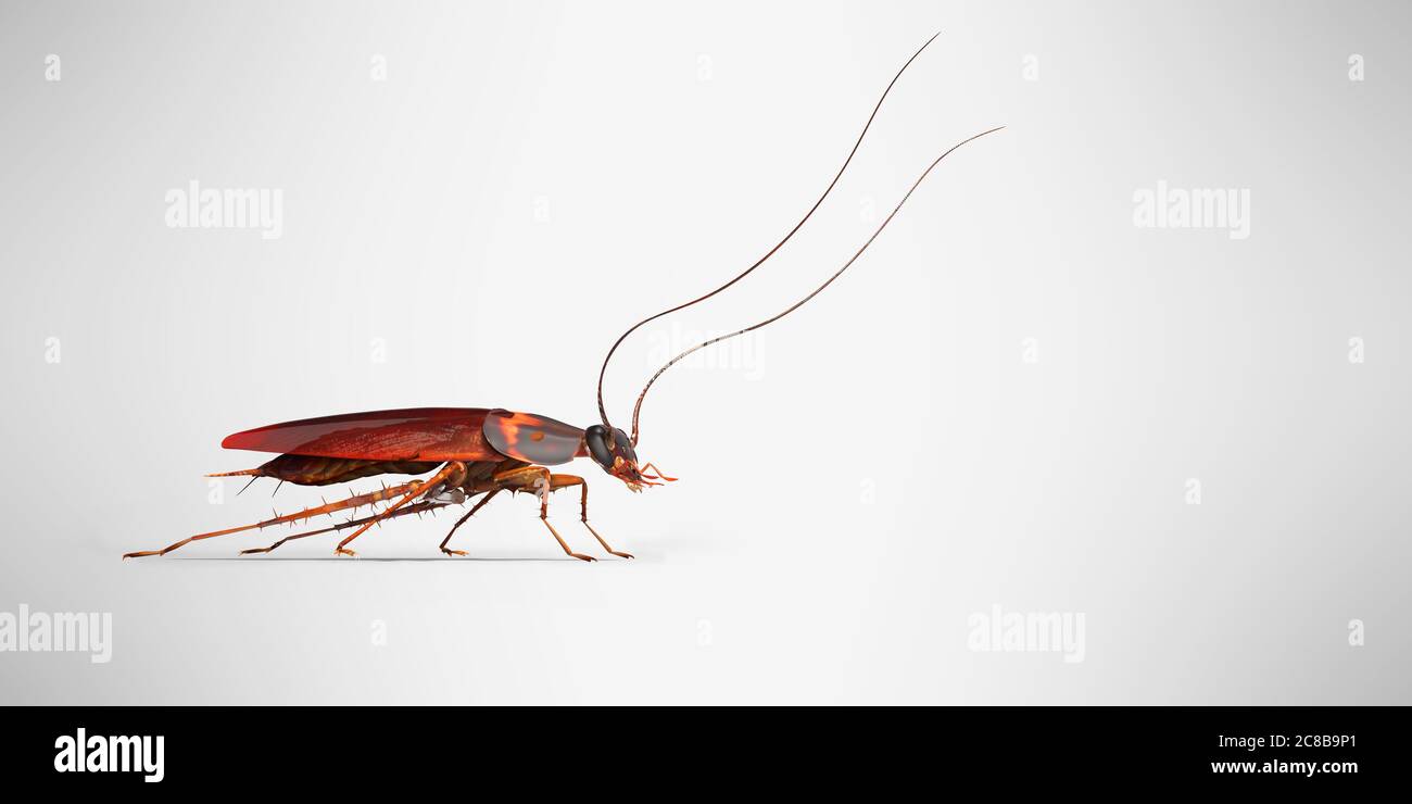 Cockroach crawling to the right 3d render on gray background with ...
