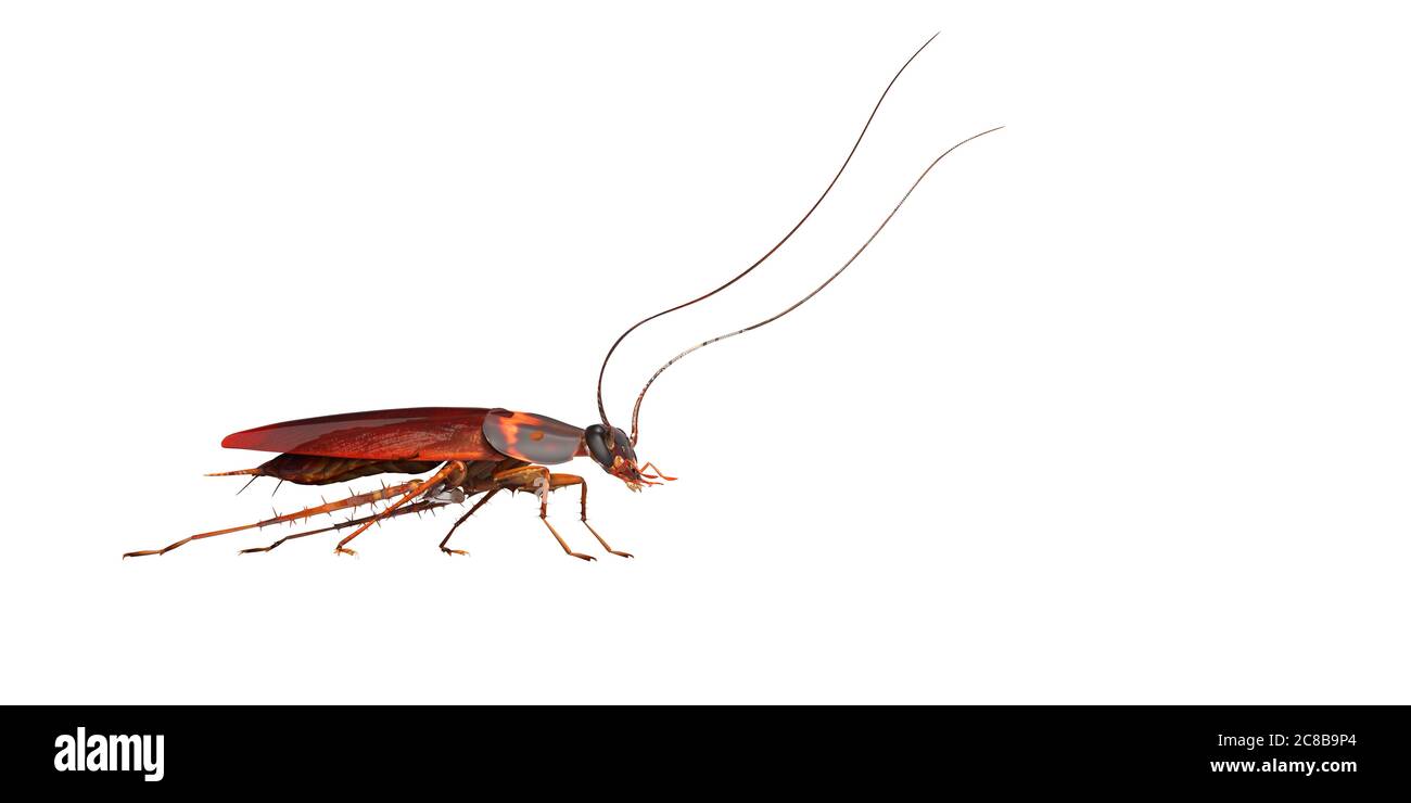 Cockroach crawling to the right 3d render on white background no shadow ...