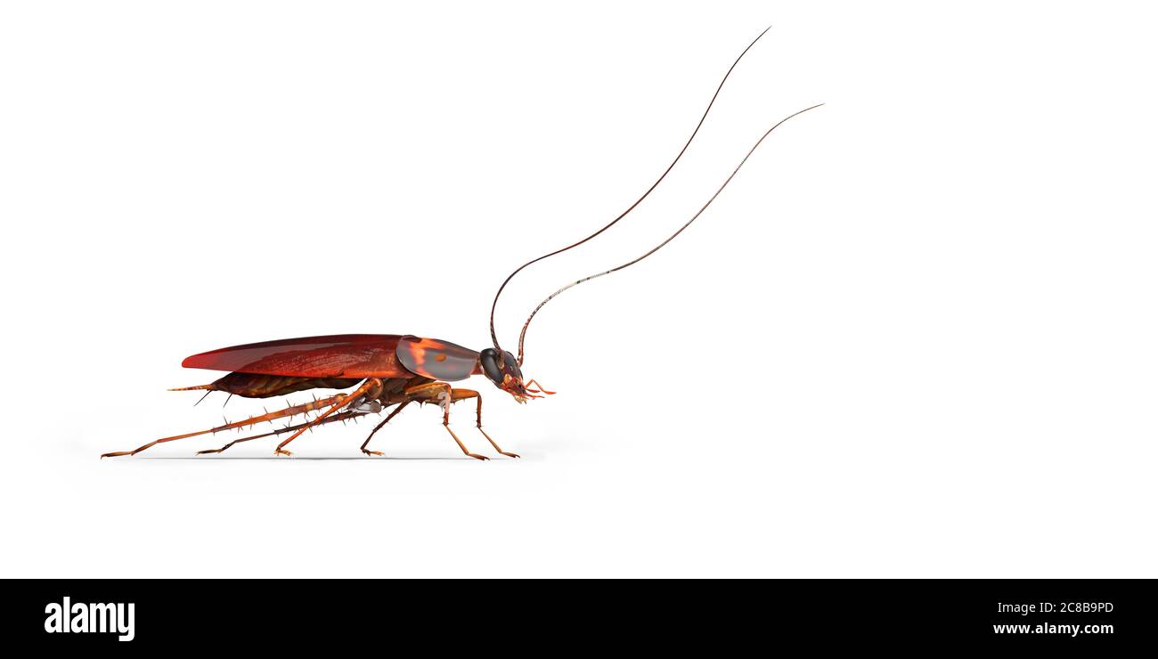 Cockroach crawling to the right 3d render on white background with ...