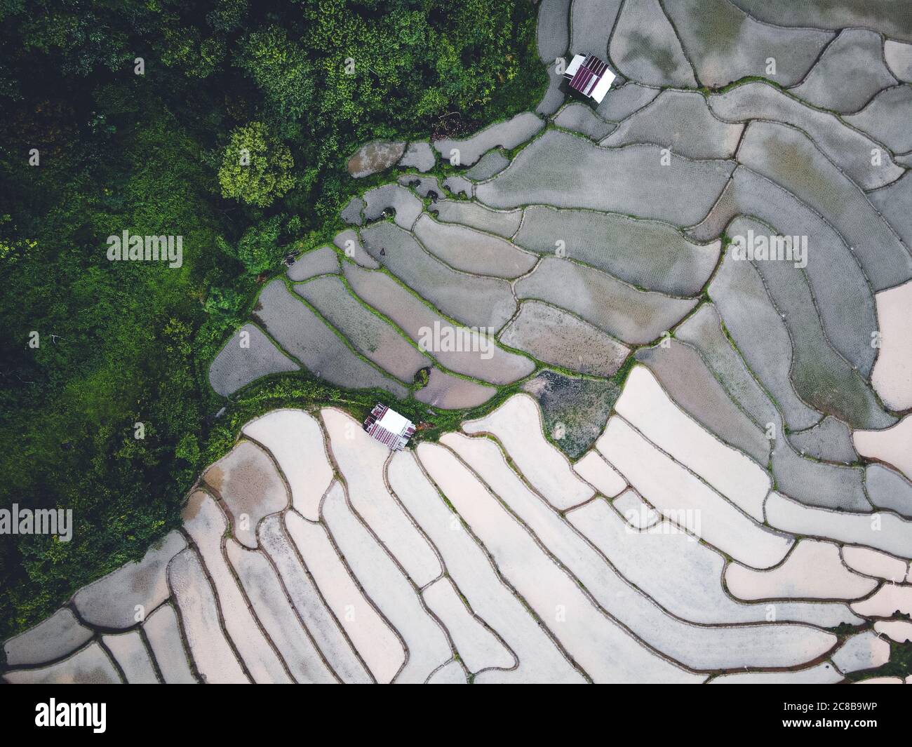 Rice fields Water in rice fields before planting in the rainy season ...