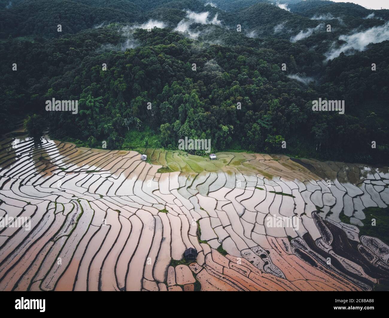 Rice fields Water in rice fields before planting in the rainy season ...