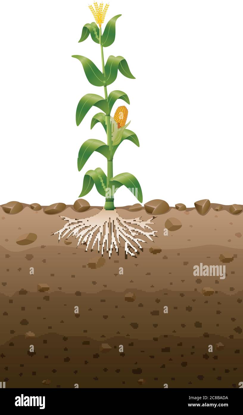 Corn plant with roots underground illustration Stock Vector Image & Art ...