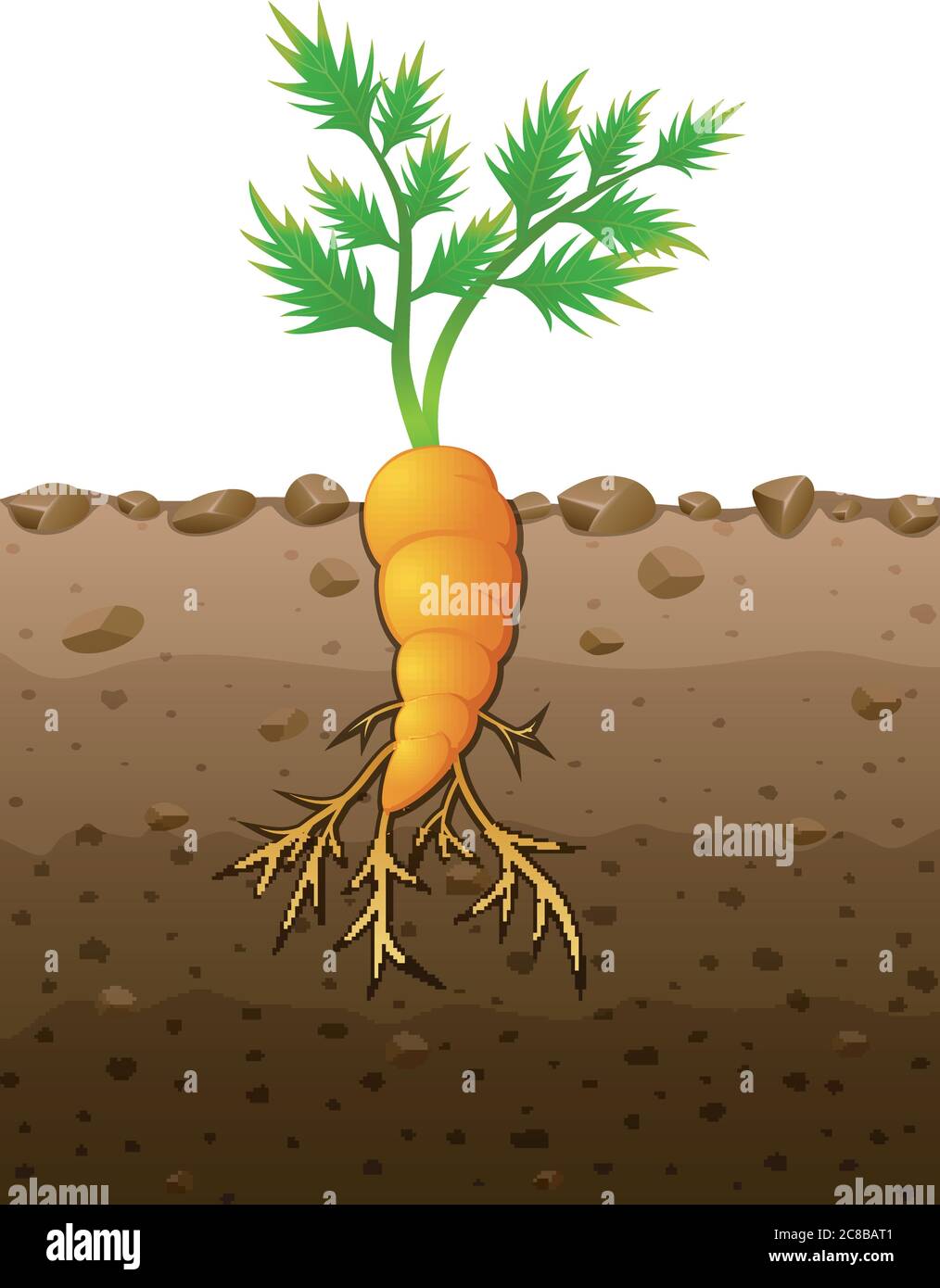Carrot roots ground hi-res stock photography and images - Alamy