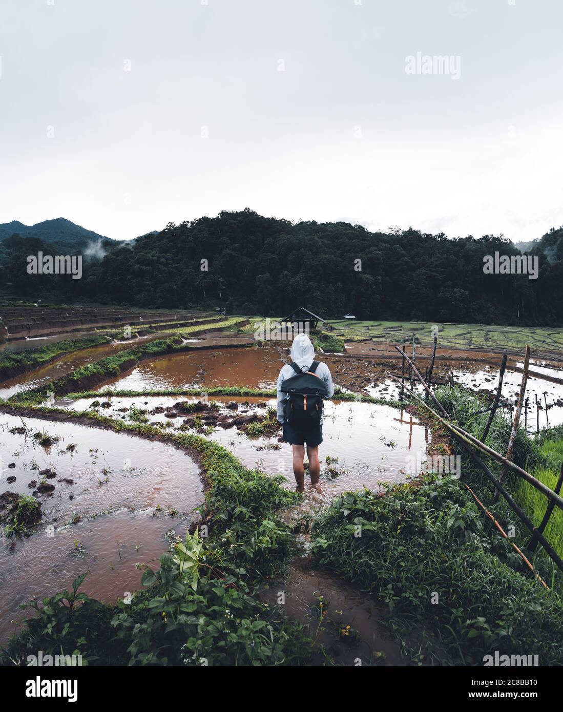 Rice fields Water in rice fields before planting in the rainy season ...