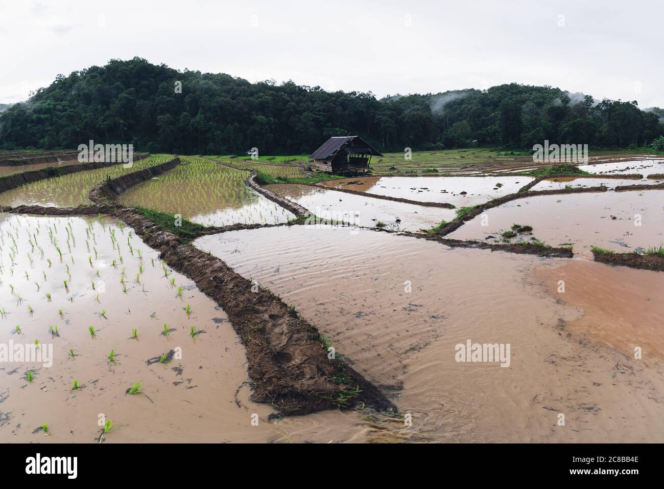 Rice fields Water in rice fields before planting in the rainy season ...