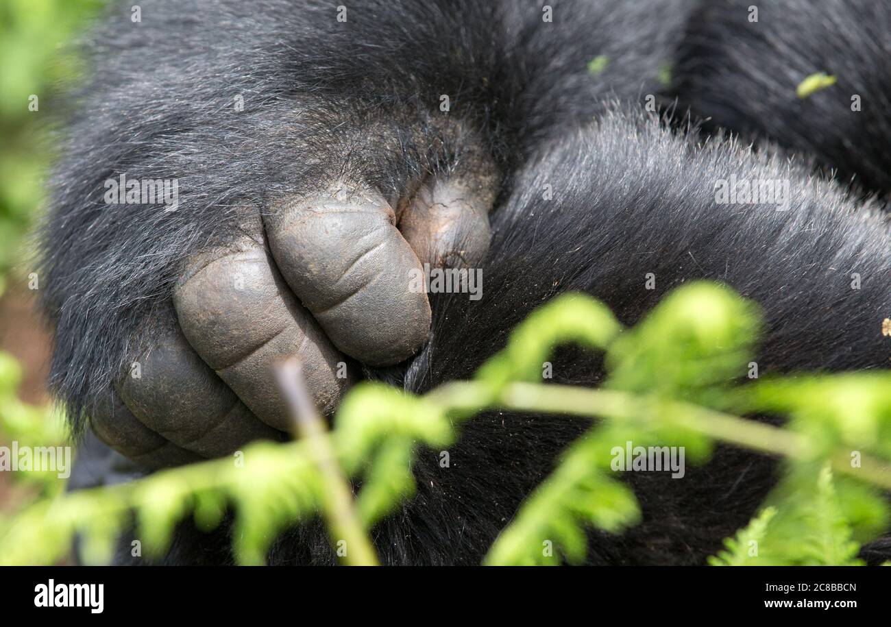Gorilla nail hi-res stock photography and images - Alamy