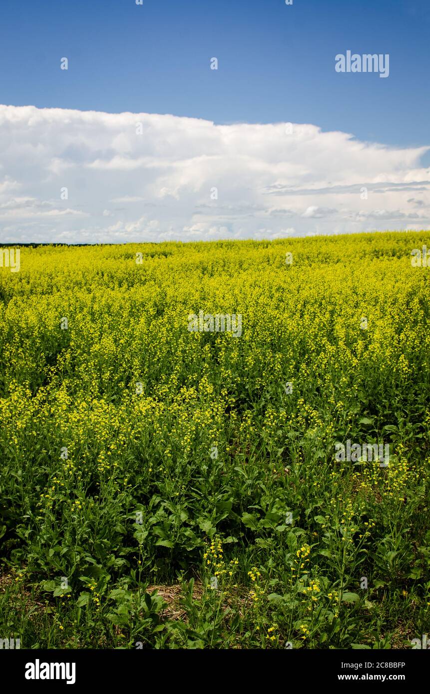 Canola crop in flower hi-res stock photography and images - Alamy